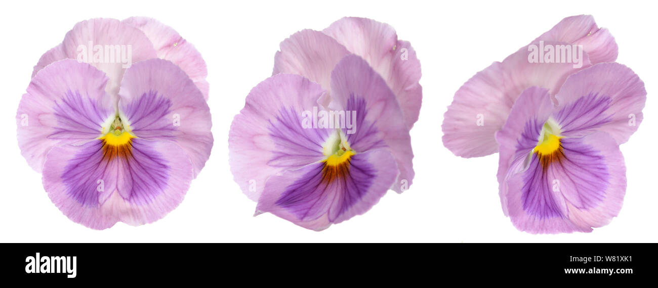 Pansé Cut Out Stock Images & Pictures - Alamy