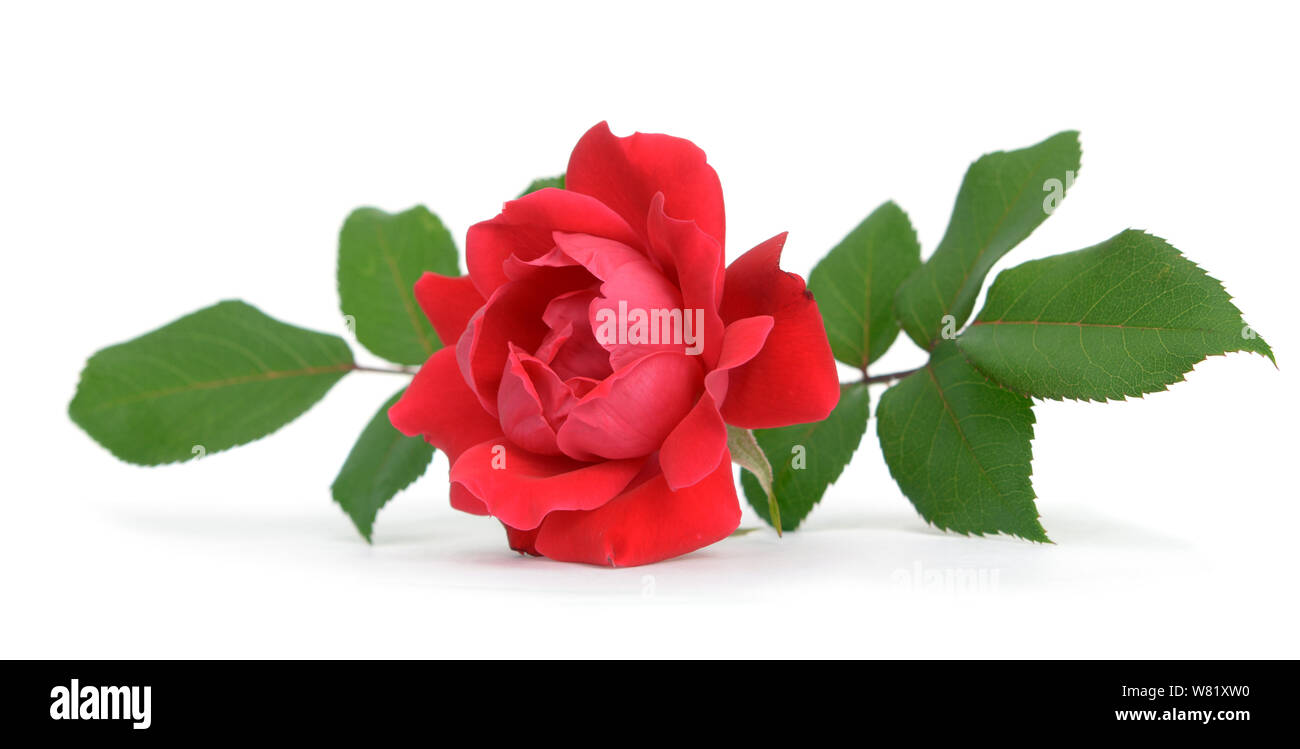 tiny rose flower lay on white Stock Photo - Alamy