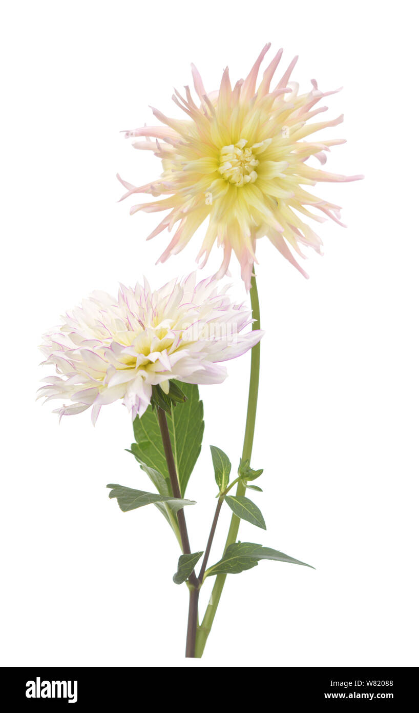 star light dahlia flower isolate on white Stock Photo - Alamy