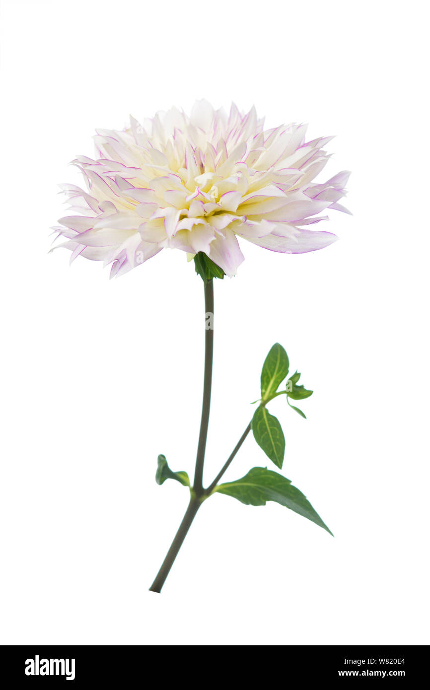 Single dahlia flower isolated on white Stock Photo - Alamy