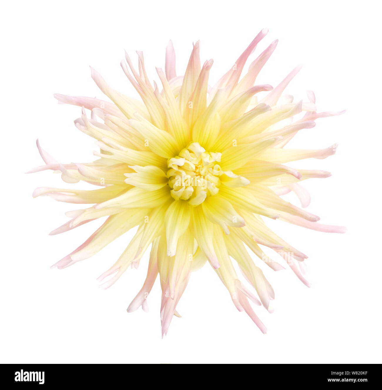 star light dahlia flower isolate on white Stock Photo - Alamy