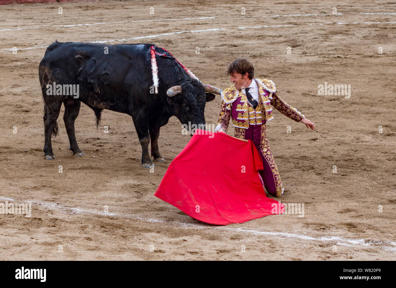 Bullfight ecuador matador in ring with bull hi-res stock photography ...
