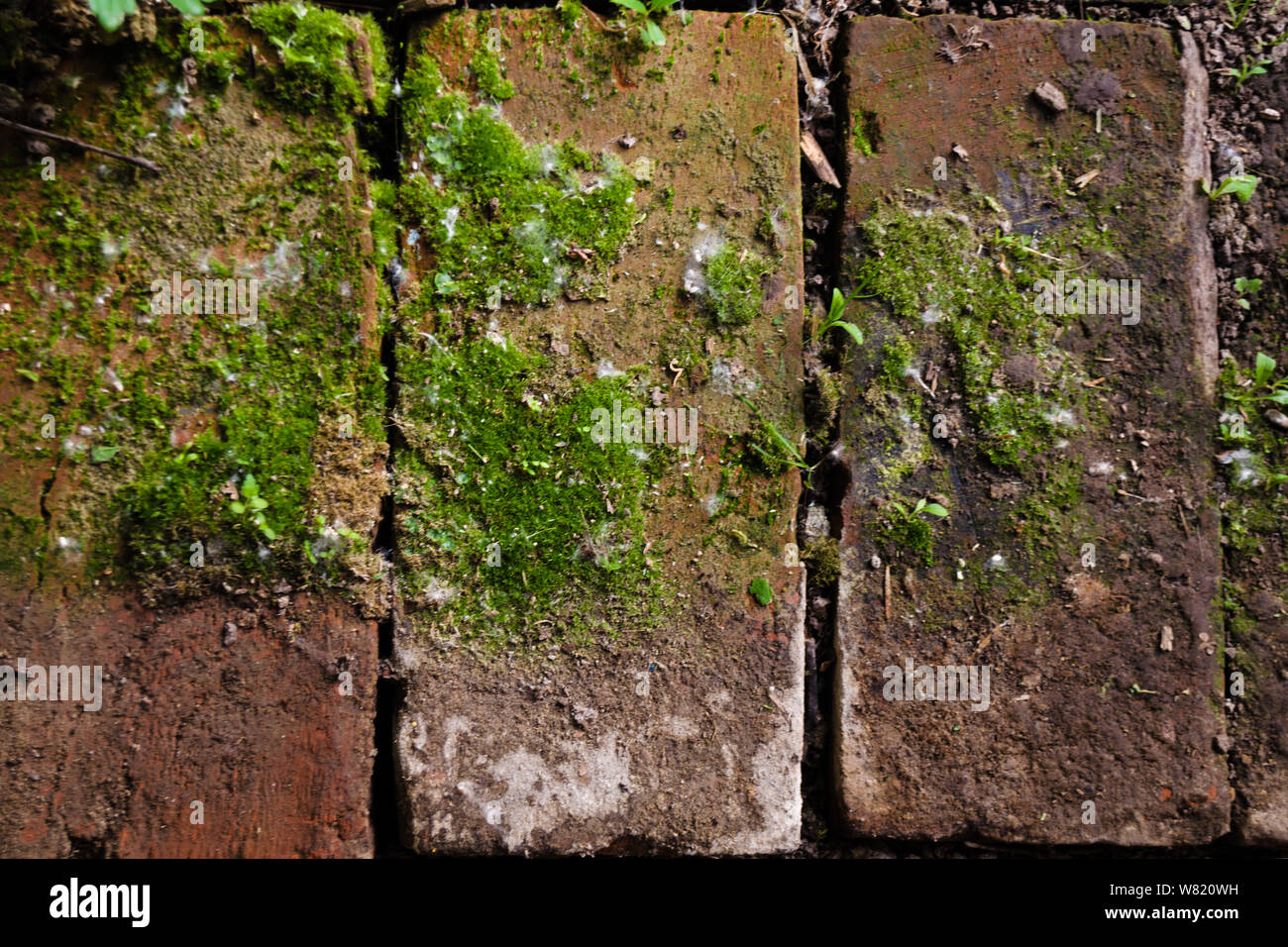 Close up an old exterior red brick background with green moss, grass or ...
