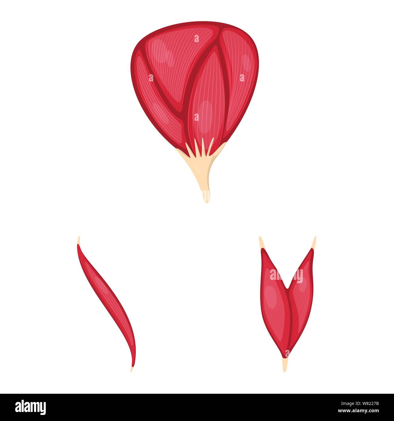 Vector design of muscle and cells logo. Collection of muscle and ...