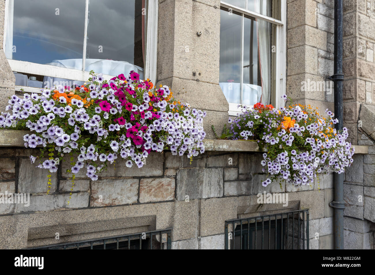 Petunia flowers in window box Stock Photo - Alamy