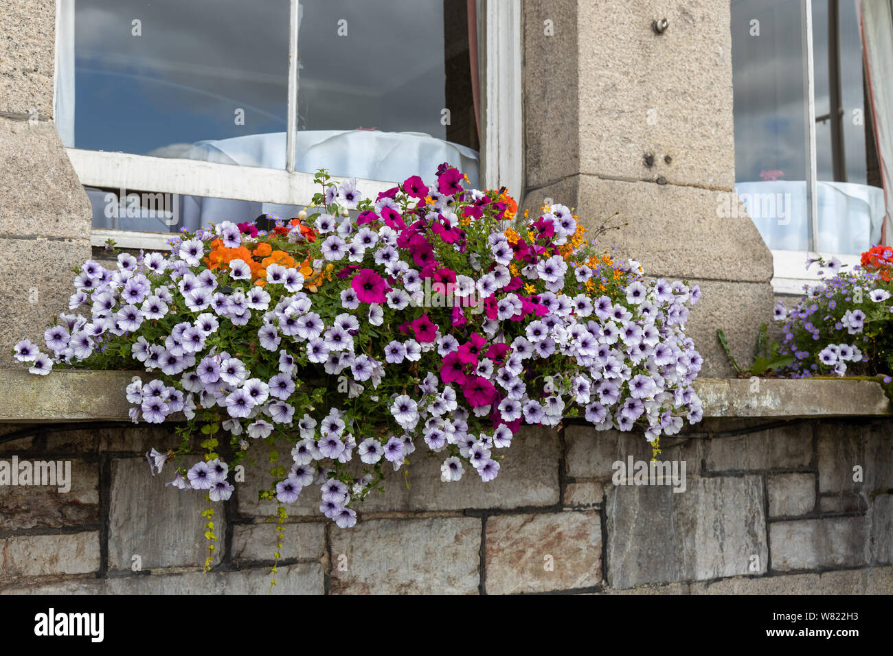 Petunia integrifolia hi-res stock photography and images - Alamy