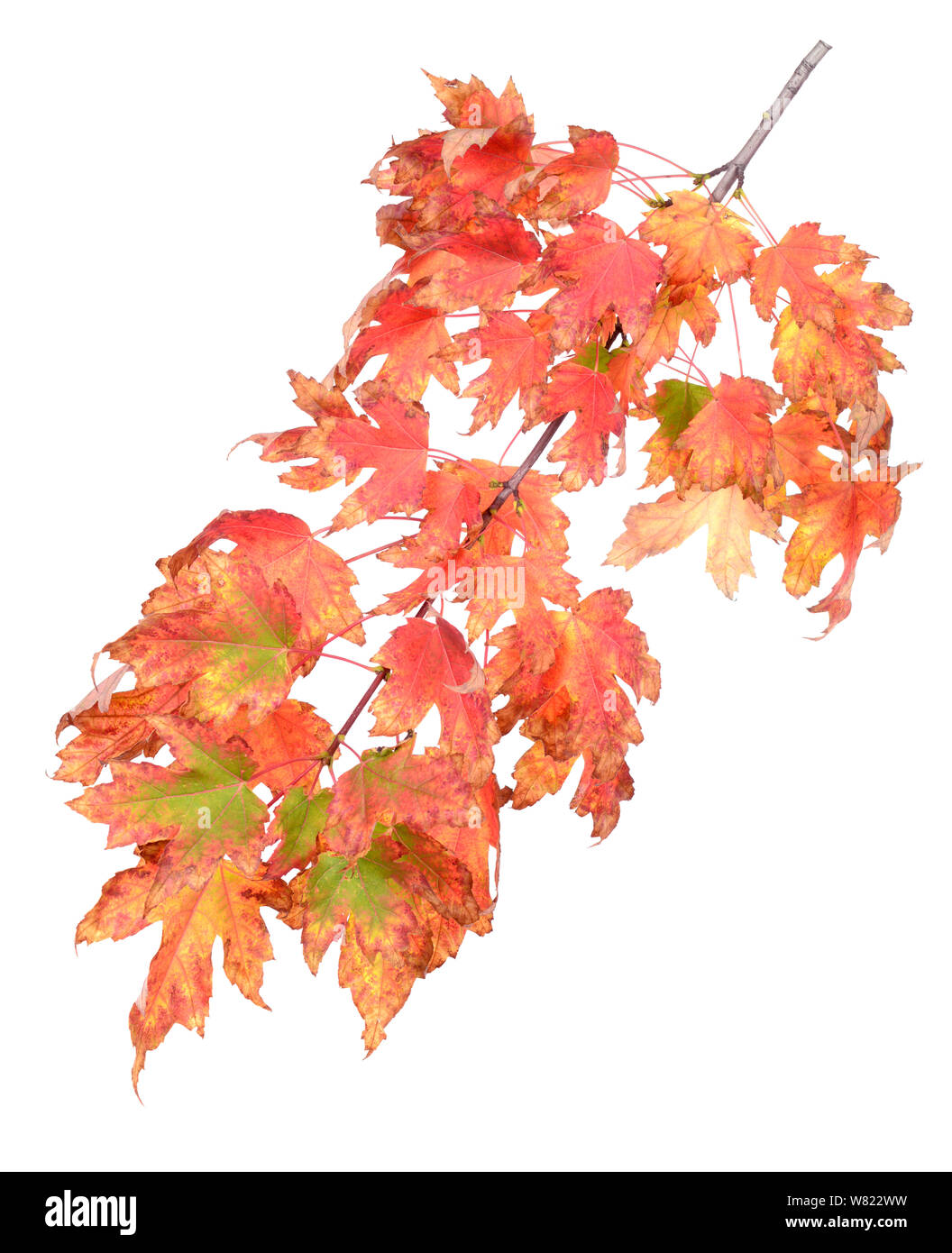 branch of sweet maple isolated on white Stock Photo - Alamy