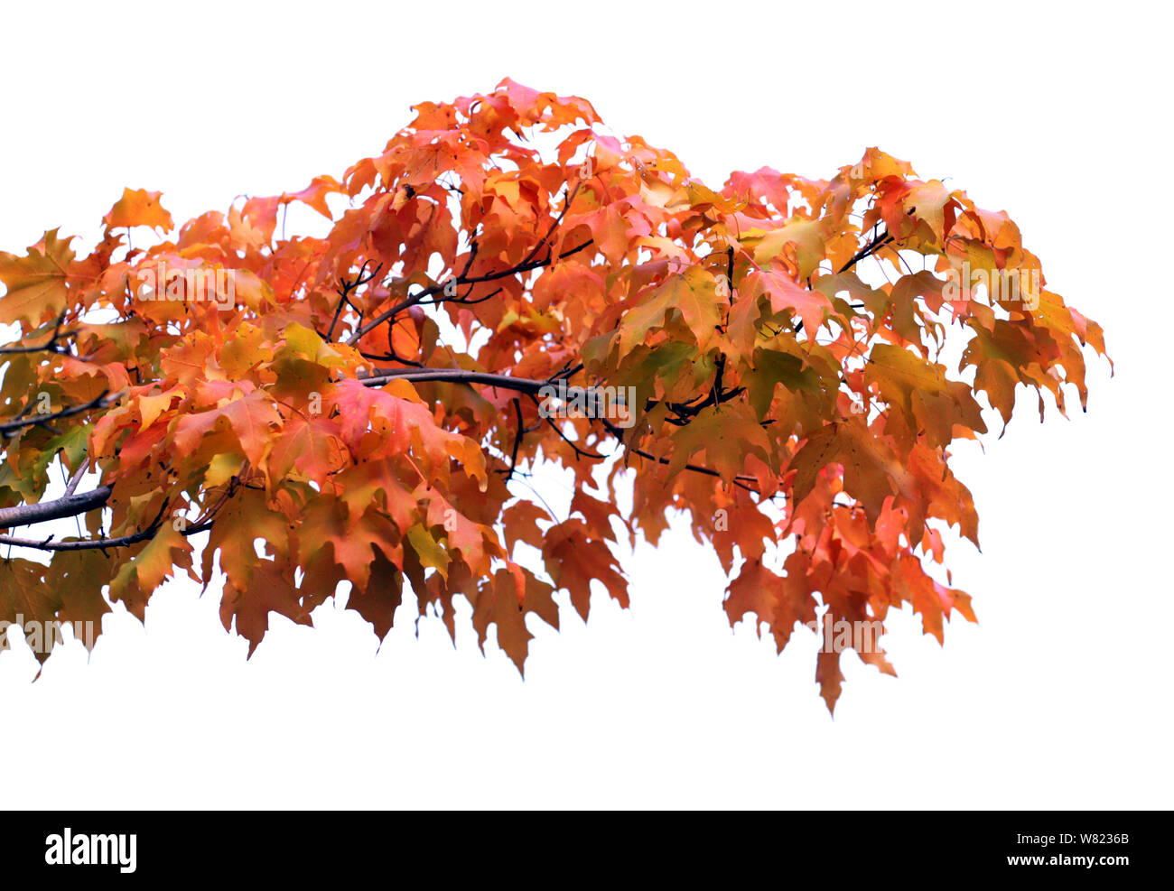 branch of sweet maple isolated on white Stock Photo - Alamy