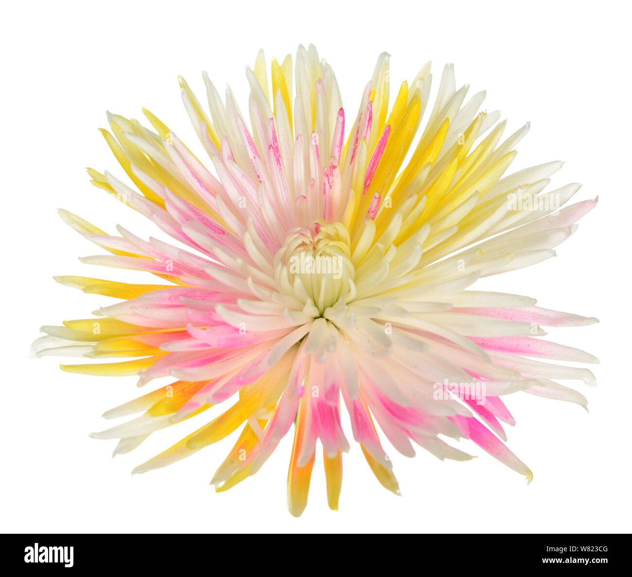 star light dahlia flower isolate on white Stock Photo - Alamy