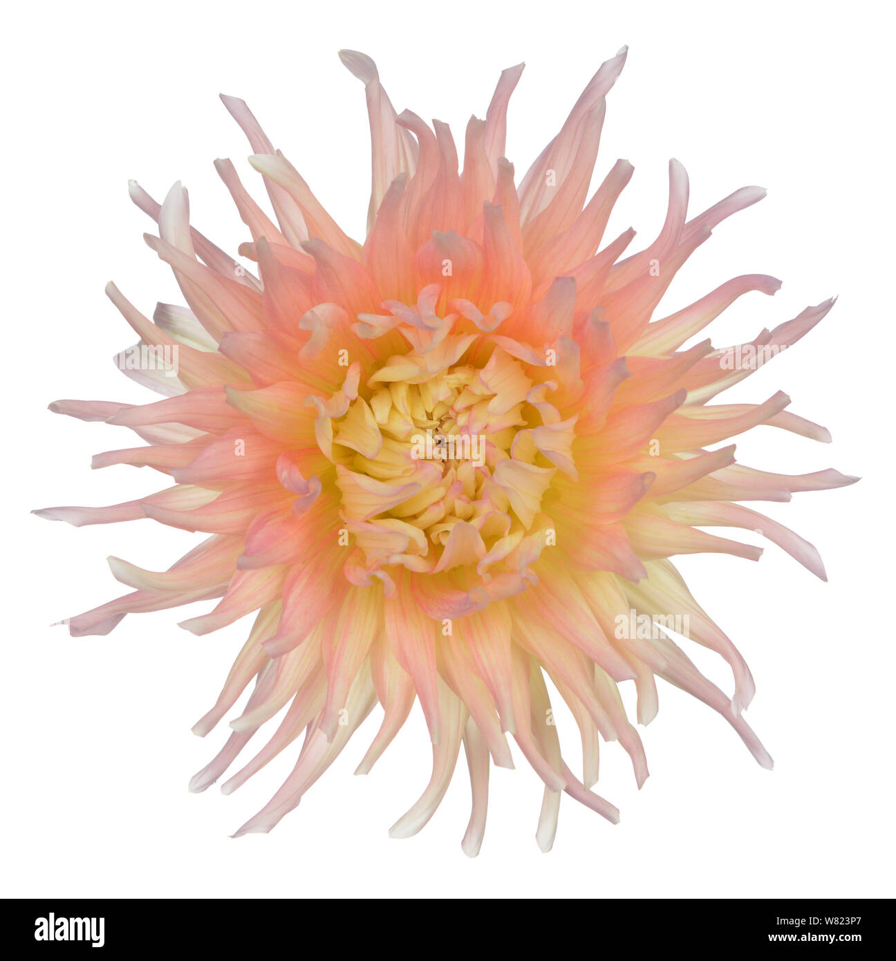 star light dahlia flower isolate on white Stock Photo - Alamy