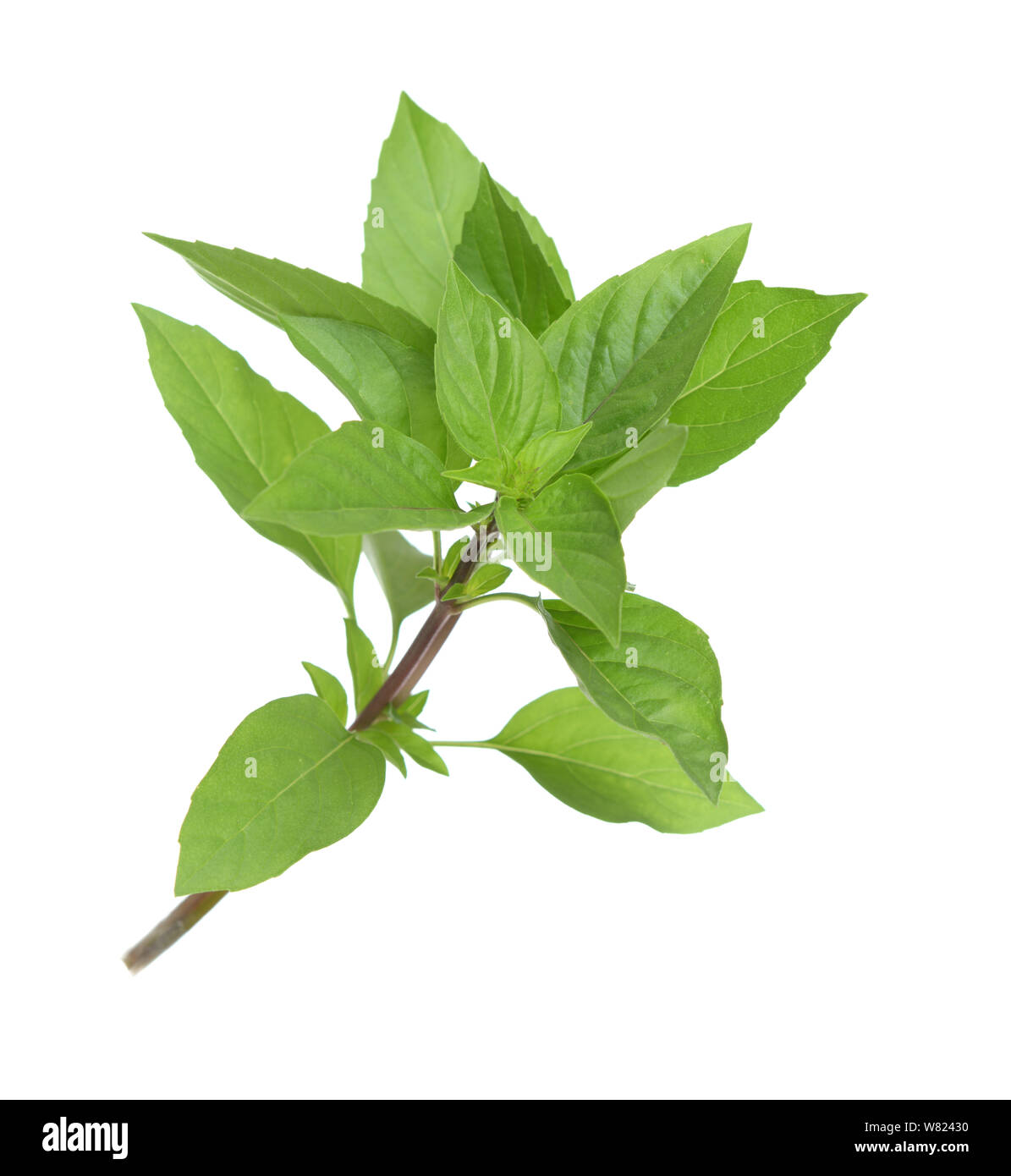 Young basil branch isolated on white Stock Photo - Alamy
