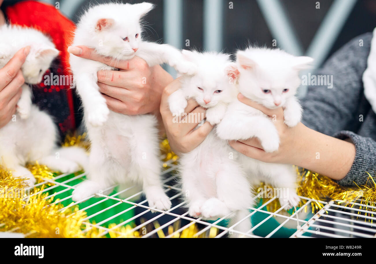 Exhibition or fair cats. Cats in the cage Stock Photo - Alamy