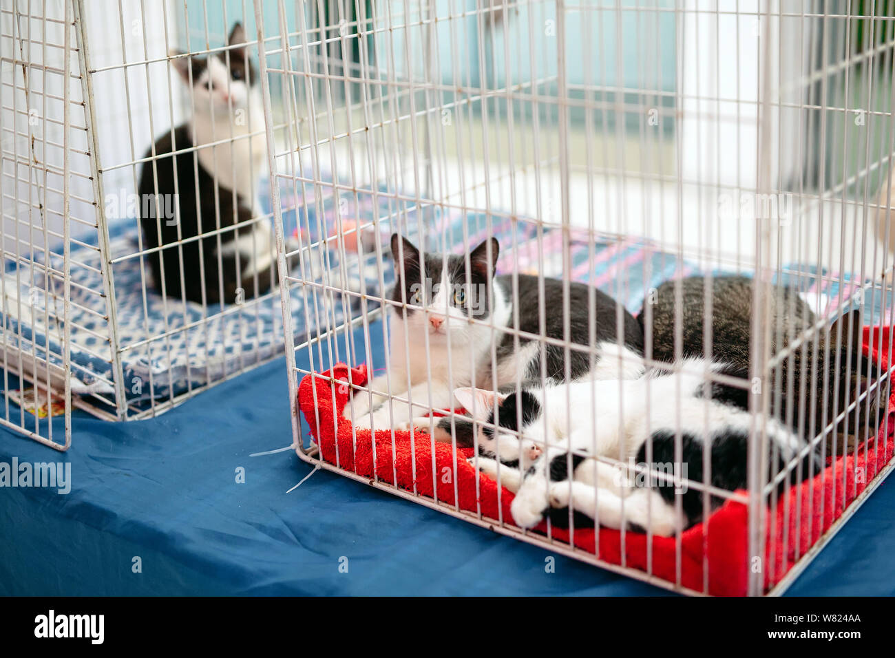 Exhibition or fair cats. Cats in the cage Stock Photo - Alamy