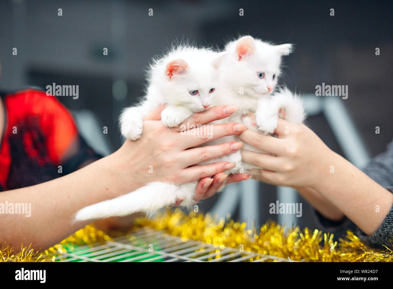 Exhibition or fair cats. Cats in cages Stock Photo - Alamy