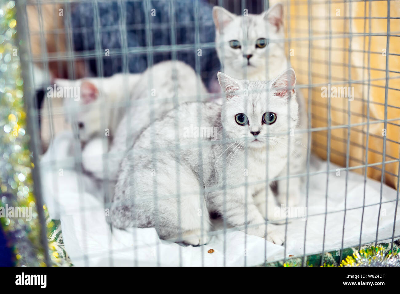 Exhibition or fair cats. Cats in cages Stock Photo - Alamy