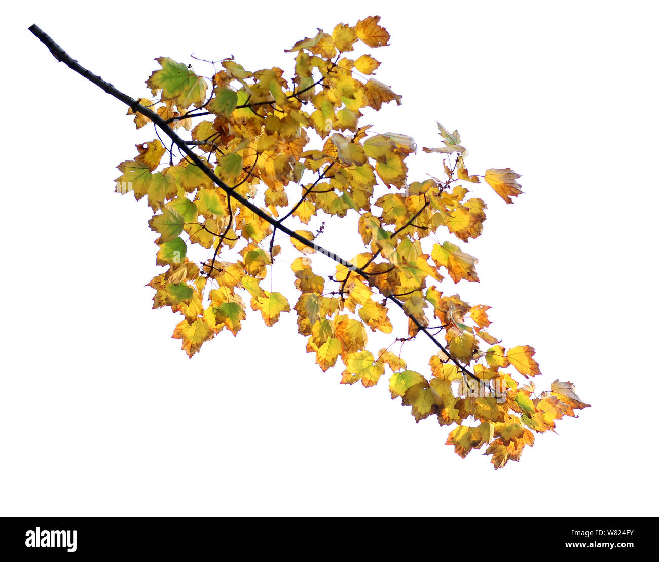 foliage of maple branch isolate on white Stock Photo - Alamy