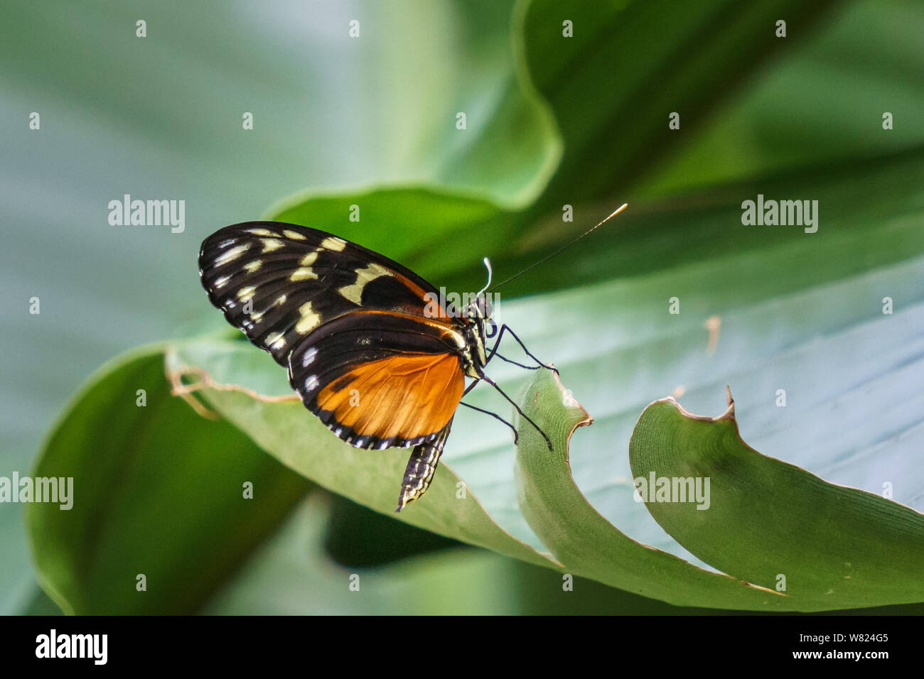 Beautiful little butterfly hi-res stock photography and images - Alamy