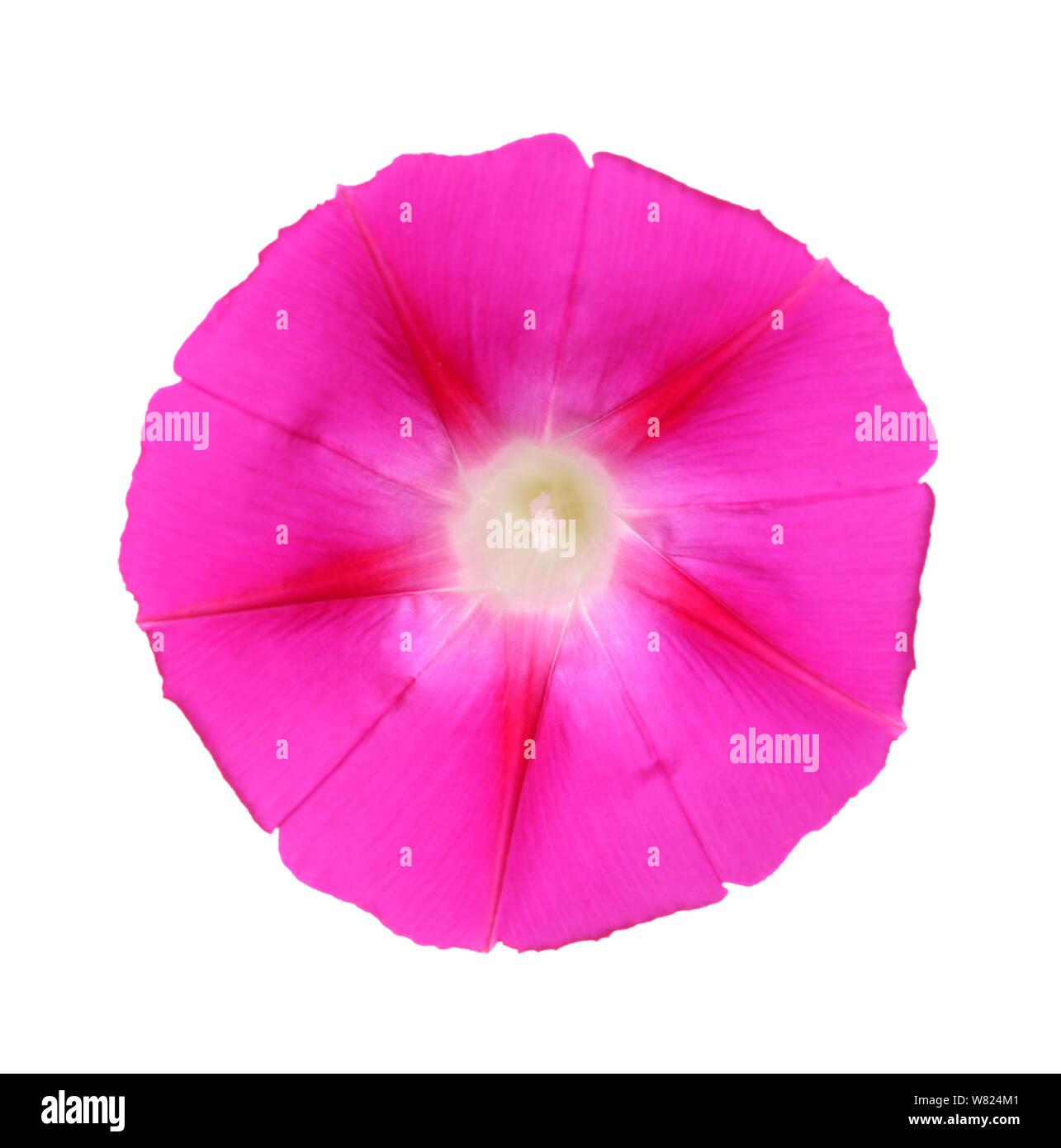 Pink morning glory flower Cut Out Stock Images & Pictures - Alamy