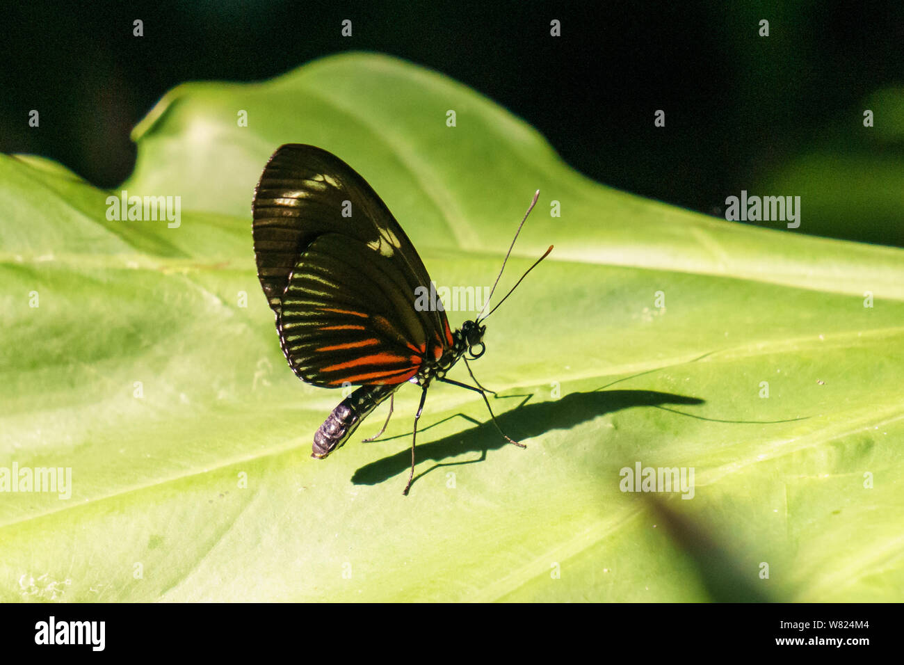beautiful little butterfly with brightly coloured wings on green leaf ...