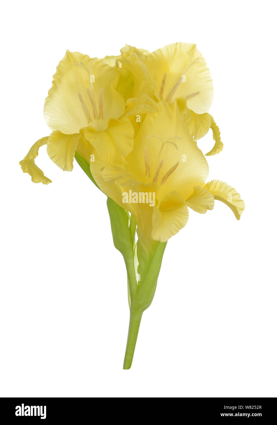 Yellow Gladiolus flower isolated on white background Stock Photo - Alamy