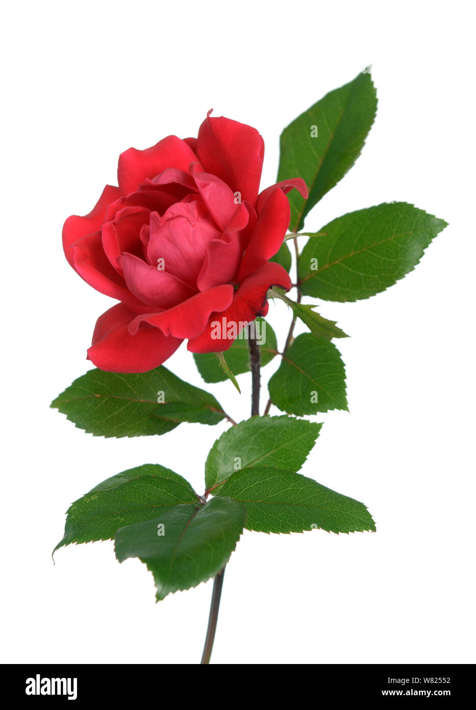 tiny rose isolated on white Stock Photo - Alamy