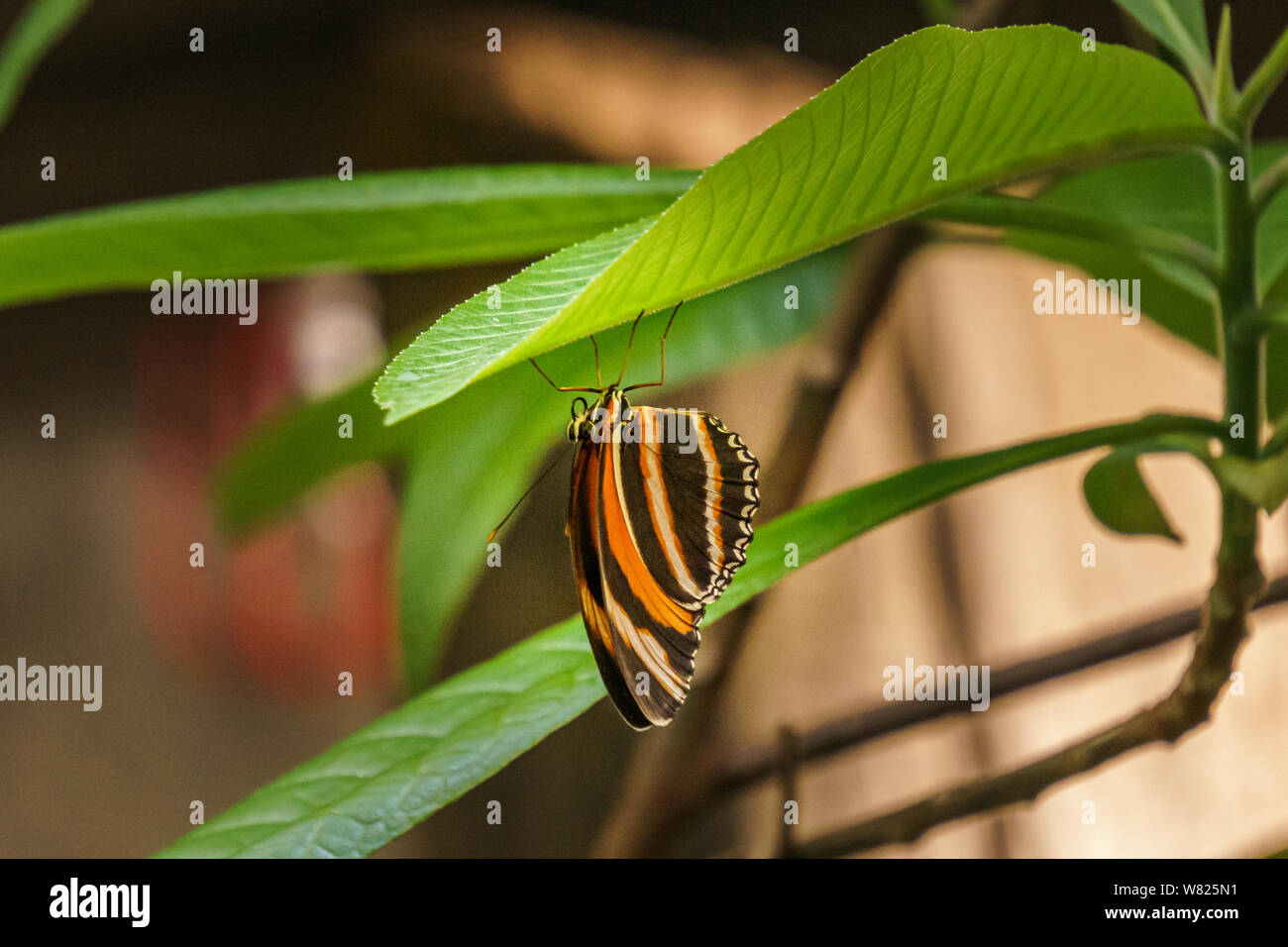 beautiful little butterfly with brightly coloured wings on green leaf ...