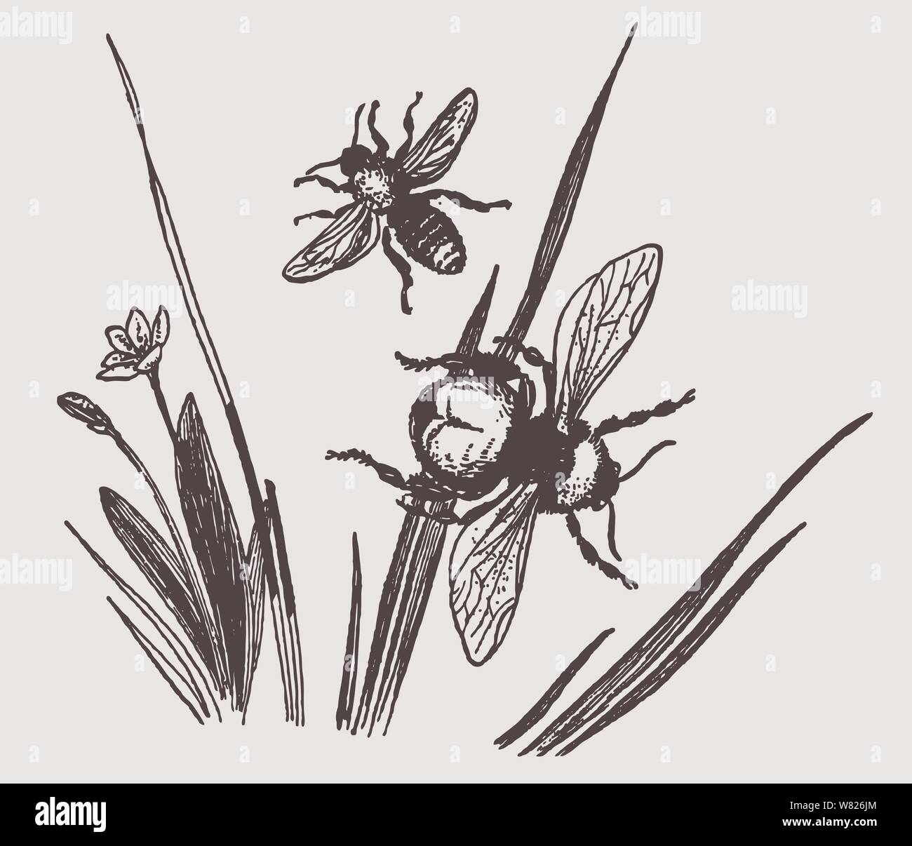 Buff tailed bumble bee bombus Stock Vector Images - Alamy