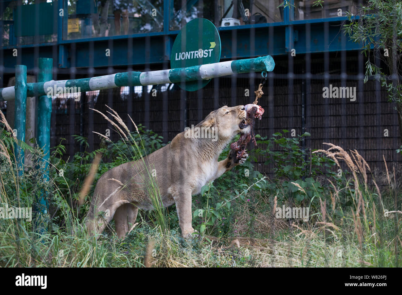 ZSL London Zoo's Asiatic lion is being given a giant seesaw to celebrate World Lion Day 2019 ...
