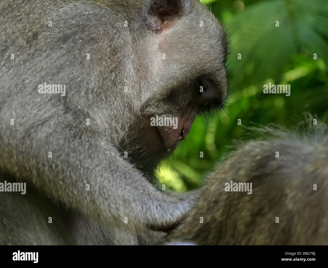 Monkey picking lice hi-res stock photography and images - Alamy