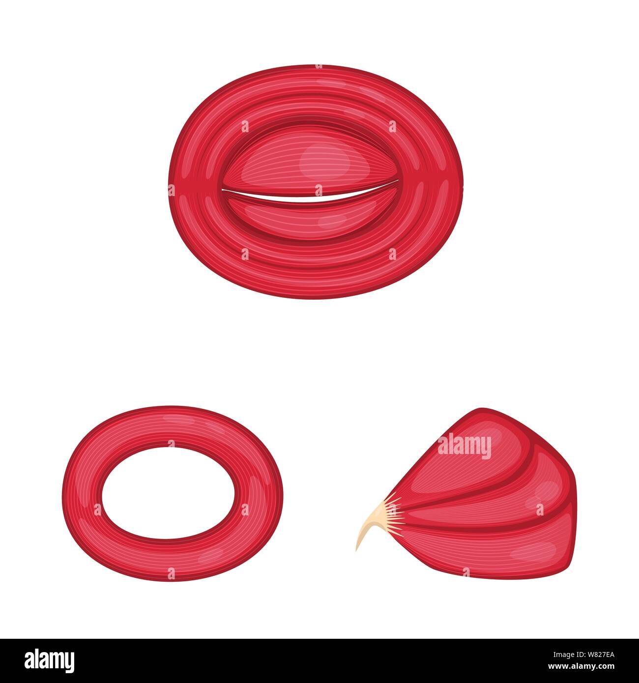 Human anatomy back abs Stock Vector Images - Alamy