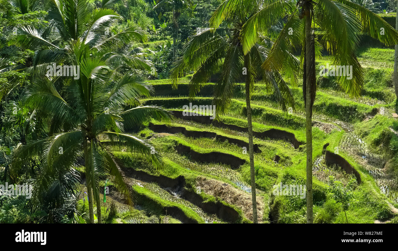 rice paddy terraces and coconut palms at tegallang, bali Stock Photo ...