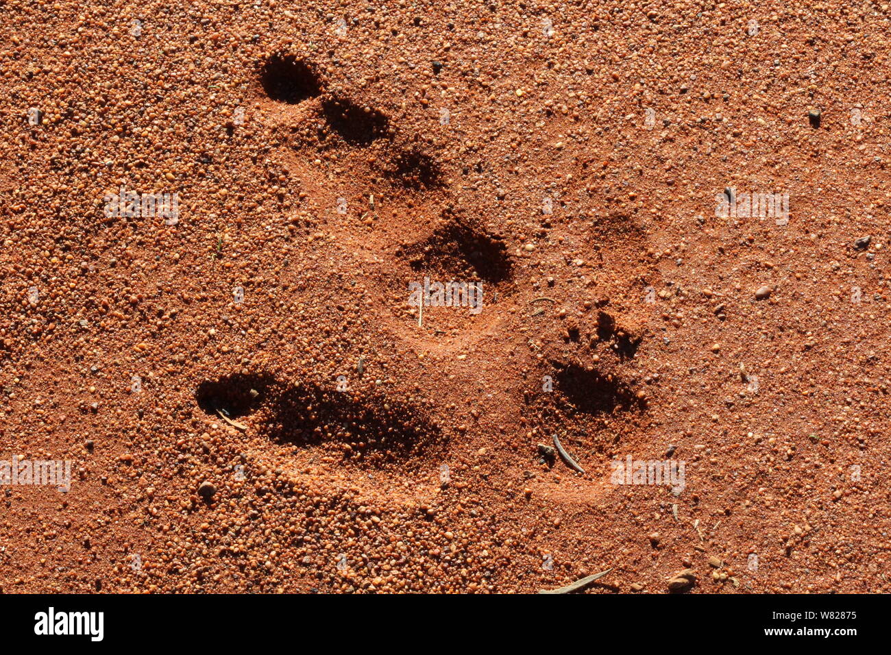 Australian desert animals hi-res stock photography and images - Alamy