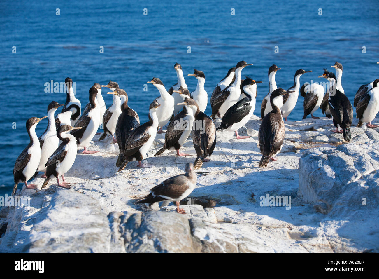 king cormorants (also known as imperial shags) on a rocky outcrop on ...