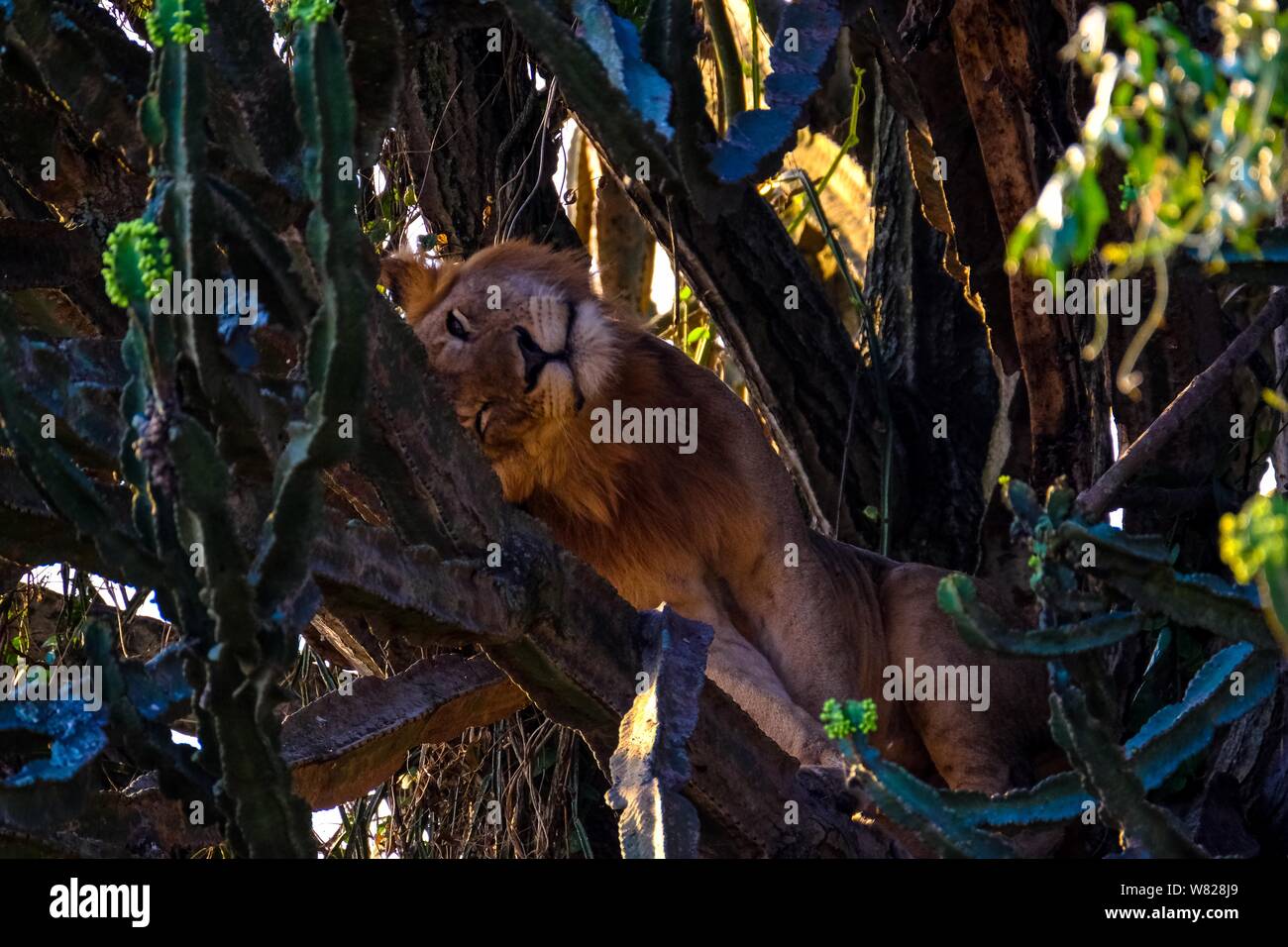 Lion apparel hi-res stock photography and images - Alamy