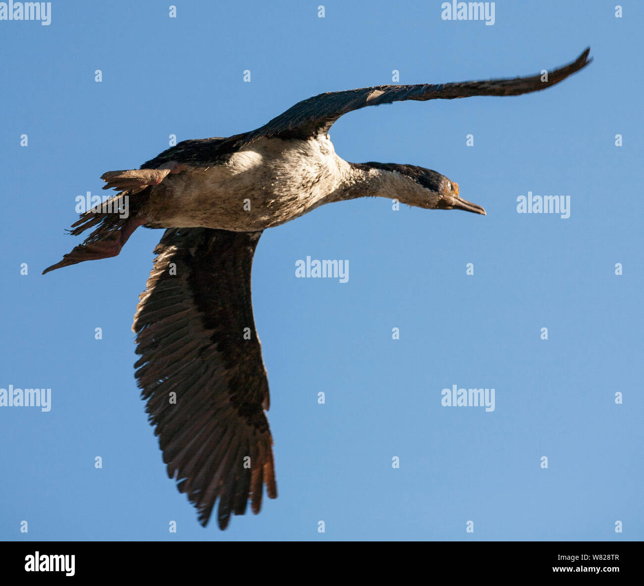 king cormorant (also known as imperial shag) in flight Stock Photo - Alamy