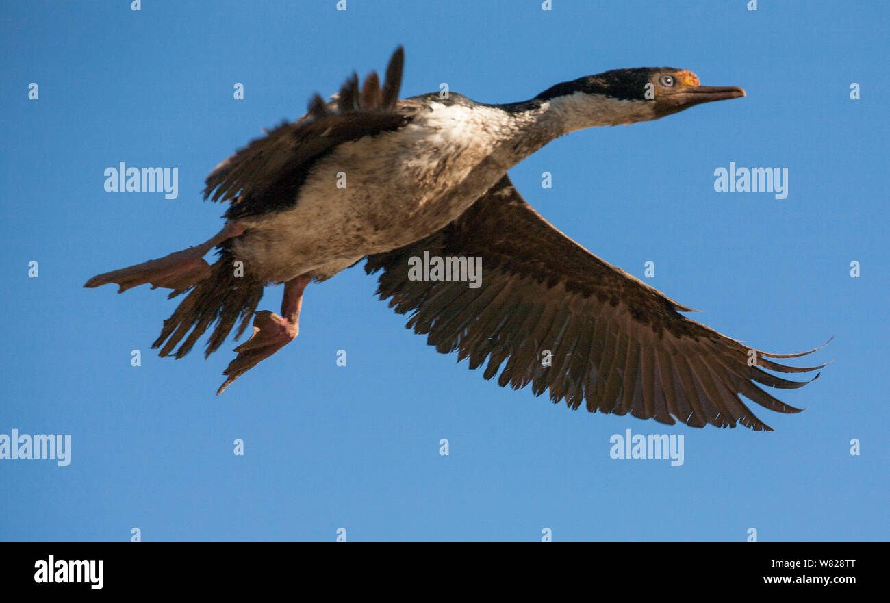 king cormorant (also known as imperial shag) in flight Stock Photo - Alamy