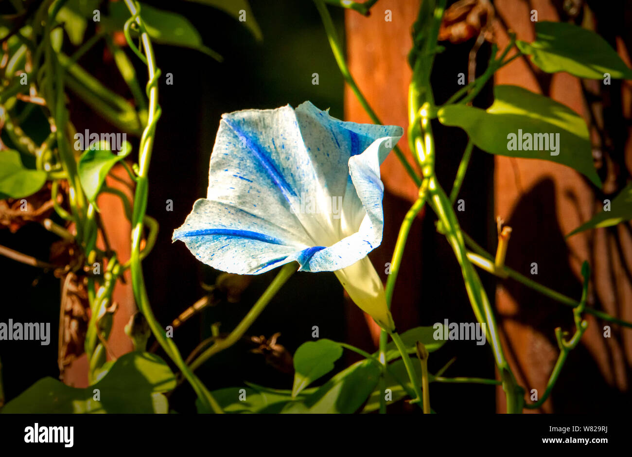 Morning glory in bloom hi-res stock photography and images - Alamy