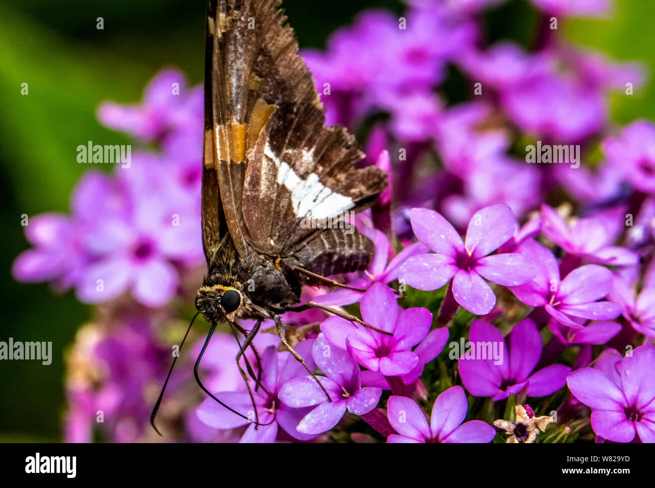 Creeping around hi-res stock photography and images - Alamy