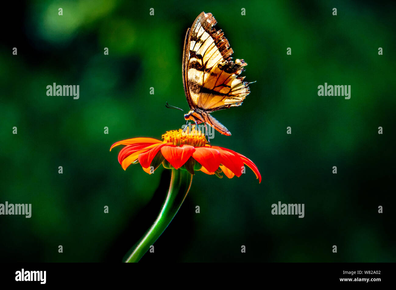 Front and center Stock Photo - Alamy