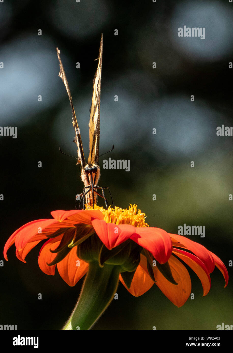 Flaps up hi-res stock photography and images - Alamy