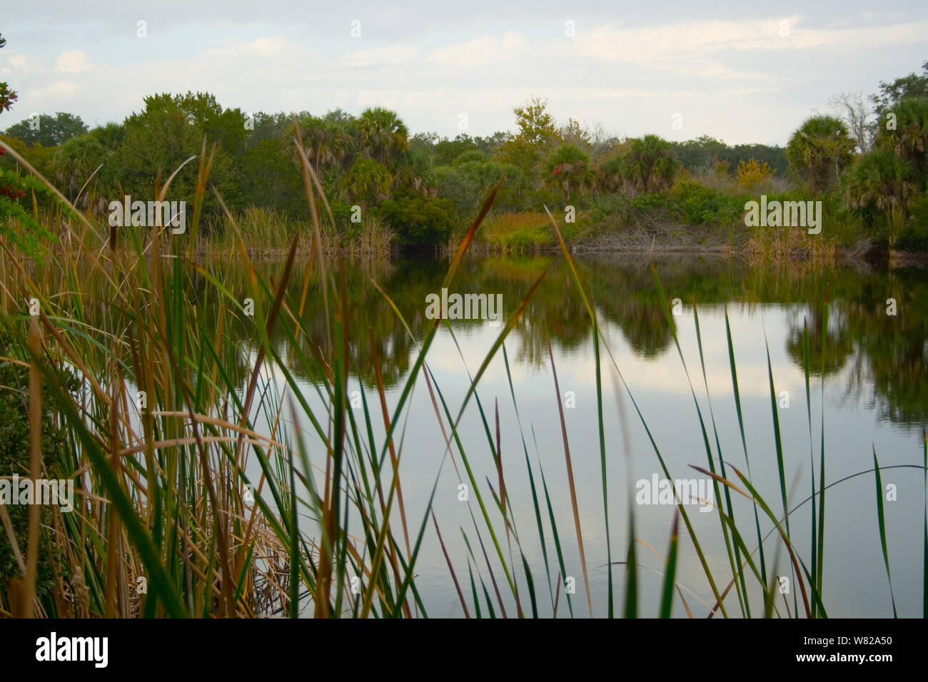Merritt Island Wildlife Refuge, Florida Stock Photo - Alamy