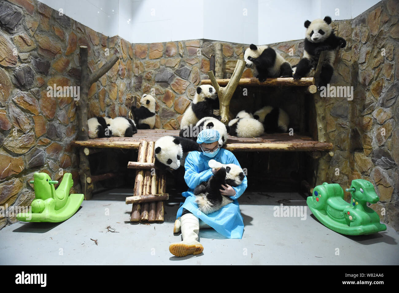 Chinese giant panda keeper Zhang Yue feeds panda cubs with milk at the Chengdu Research Base of ...