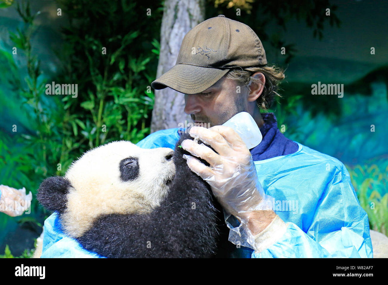 American actor Lee Pace feeds a giant panda cub with milk at the ...