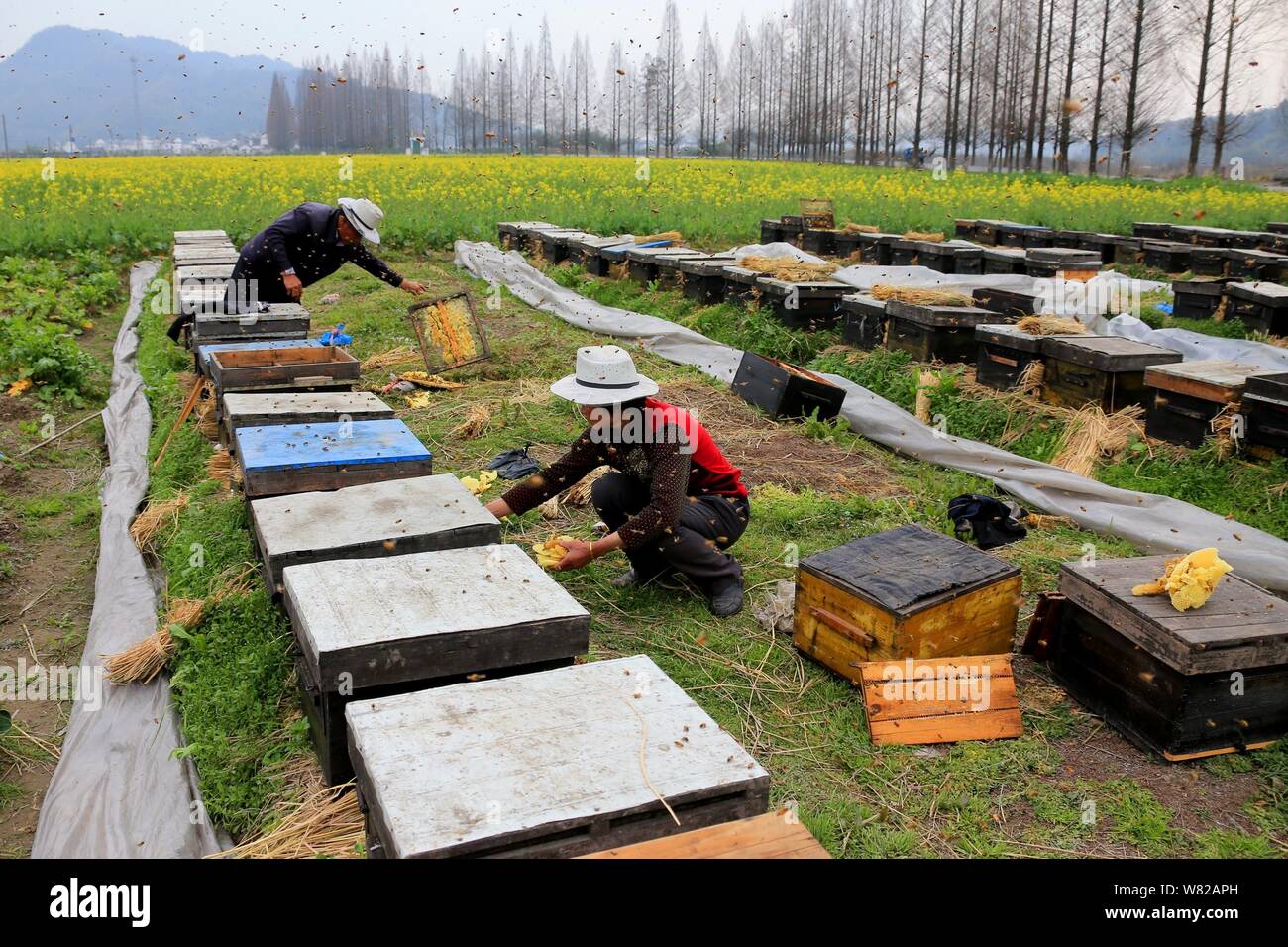 Chinese honey bees hi-res stock photography and images - Alamy