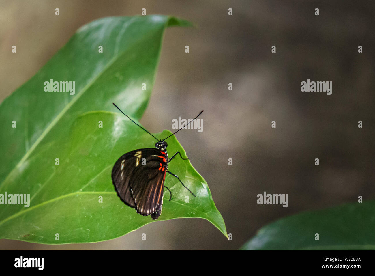 beautiful little butterfly with brightly coloured wings on green leaf ...