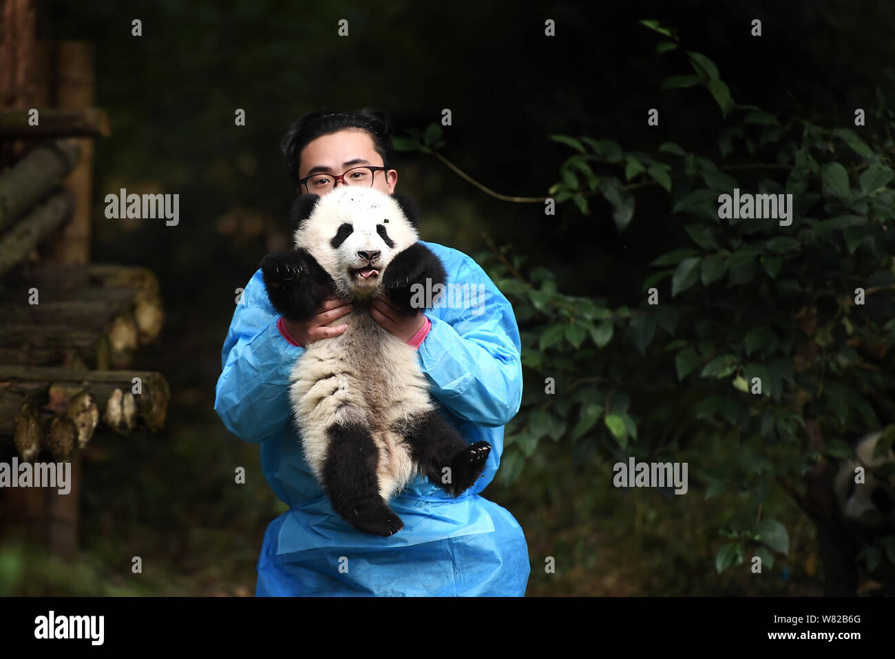 Chinese giant panda keeper Zhang Yue takes care of a panda cub at the ...