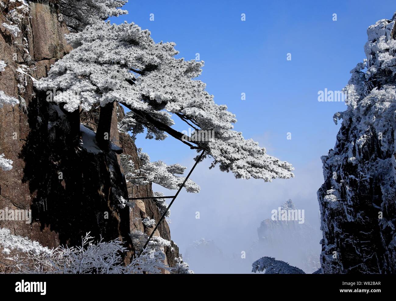 Landscape of pine trees covered with snow in the Huangshan Mountain or Mount Huangshan in ...