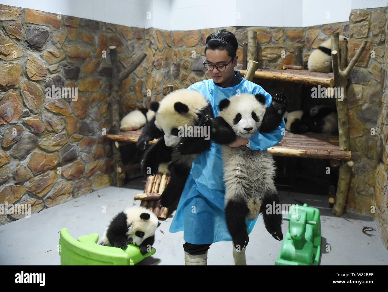 Chinese giant panda keeper Zhang Yue takes care of panda cubs at the Chengdu Research Base of ...