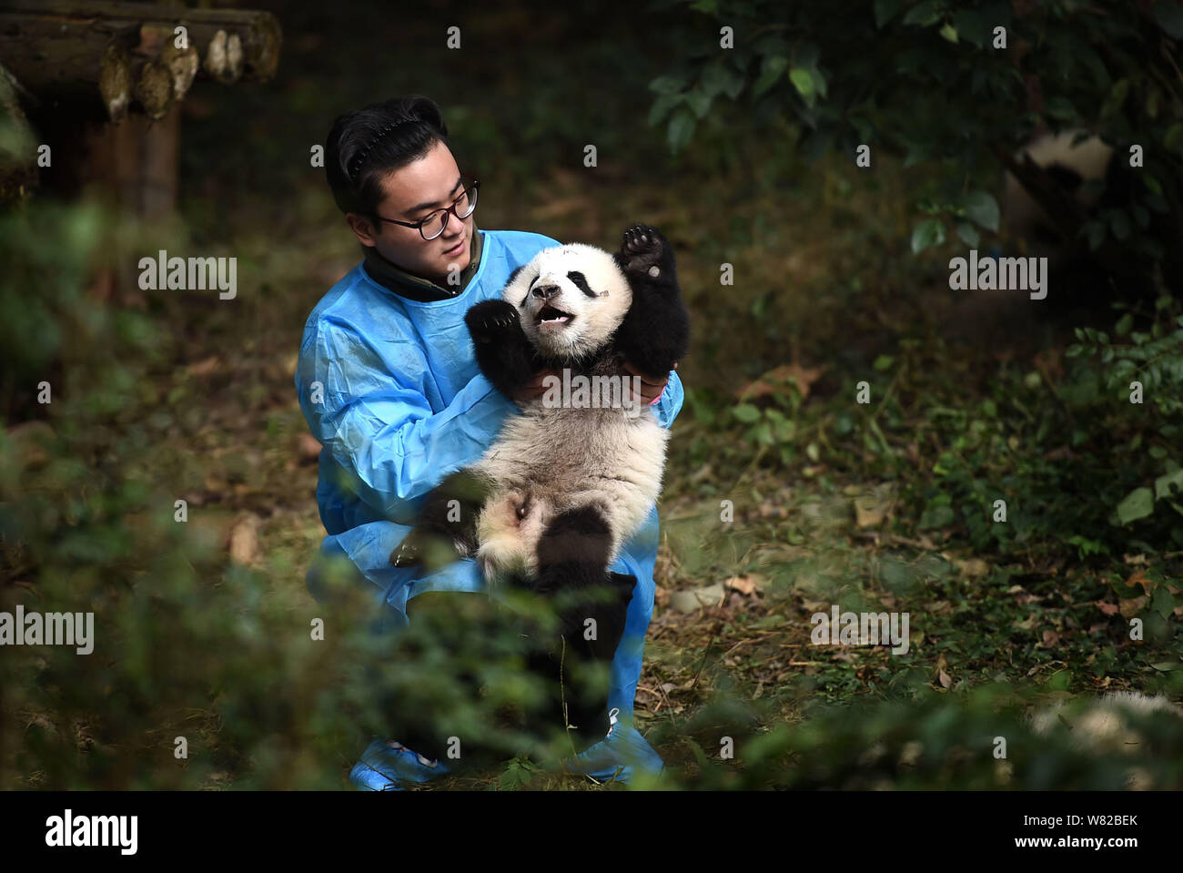 Chinese giant panda keeper Zhang Yue takes care of a panda cub at the Chengdu Research Base of ...