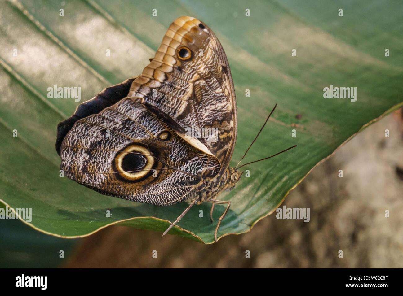 Little butterfly hi-res stock photography and images - Alamy